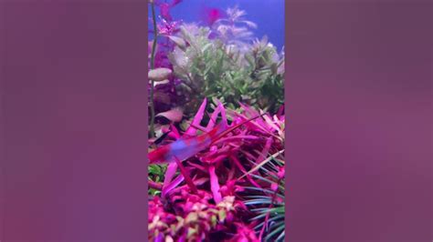 Karides Gezdirenlerde Bugün Youtube