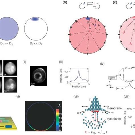 Pattern Generation Through Turing Like Mechanisms The Turing Mechanism Download Scientific