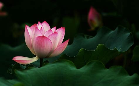 Lotus Flower Images Full Hd Wallpaper Best Flower Site