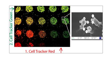 Microfluidic Cell Microarray Platform For High Throughput Analysis Of