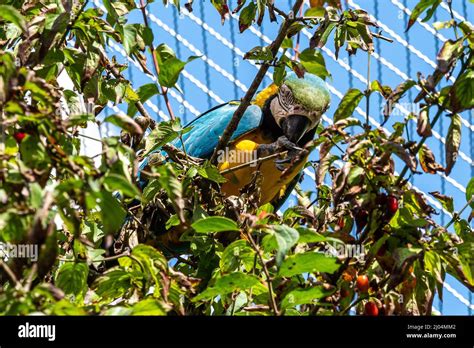 The Blue And Yellow Macaw Ara Ararauna Also Known As The Blue And Gold