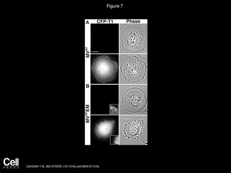Lamellipodial Versus Filopodial Mode Of The Actin Nanomachinery Ppt