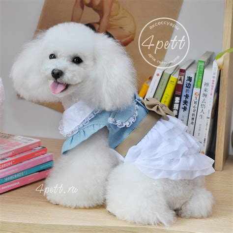 Пуделей девочки 64 фото картинки Sobakovod Club