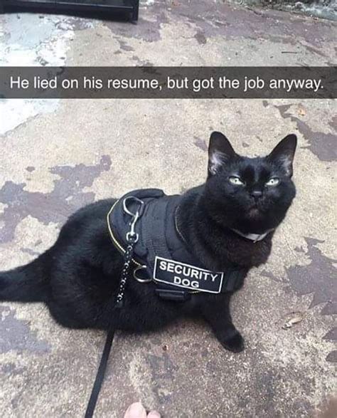 35 Cat Memes That Are Absolutely Purrrfect For Your Caturday Meme Fix