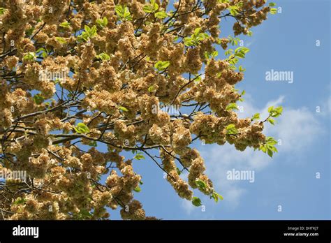 Elm Tree Seeds Hi Res Stock Photography And Images Alamy
