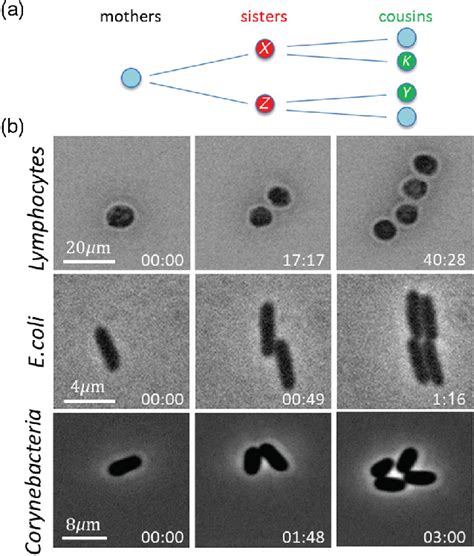 A Schematic Illustration Of The Symmetric Selfreplication Process Download Scientific Diagram