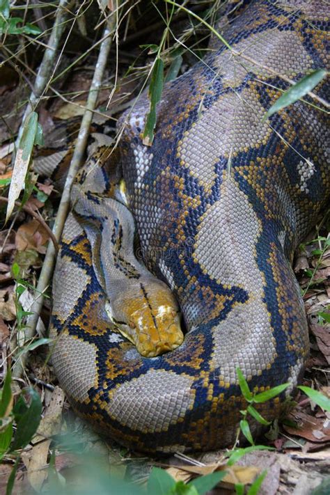 Reticulated Python Stock Image Image Of Khao Reticulatus 39791891