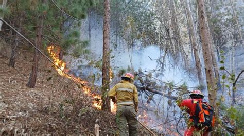 Incendios Forestales Destruyen 17000 Hectáreas De Bosques La Razón