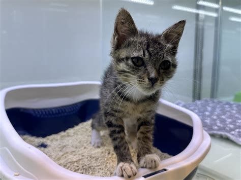 코리안숏헤어 가을이 이탈리아그레이하운드입양 치와와입양 폼스키입양 폼치입양 폼피츠입양 푸숑입양 고양이입양 랙돌입양 러시안블루입양