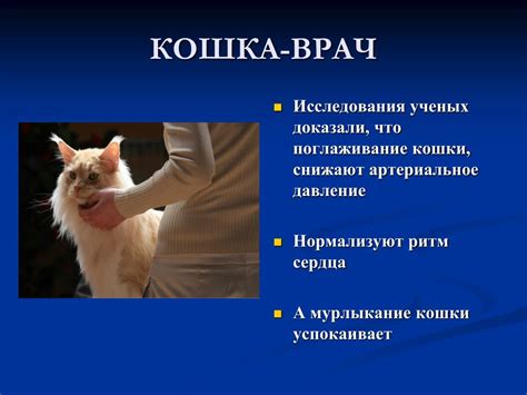Причины агрессии кошек направленной на хозяина