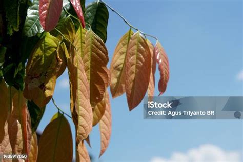 Daun Muda Foto Stok Unduh Gambar Sekarang Alam Area Pohon