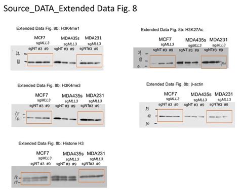 Western Blot，不推荐整膜带marker的理由 真实wb Western Blot欢迎垂询交流~ykt3728 知乎