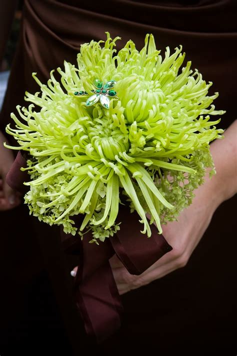 1000 Images About Spiderfuji Mums On Pinterest My Wedding Spider