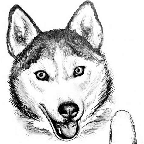Хаски рисунок ручкой 50 фото скачать бесплатно