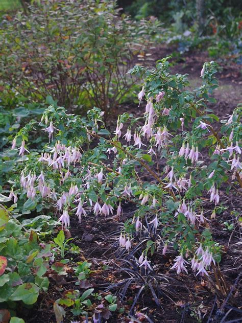 Fuchsia Grayrigg Beth Chattos Plants And Gardens