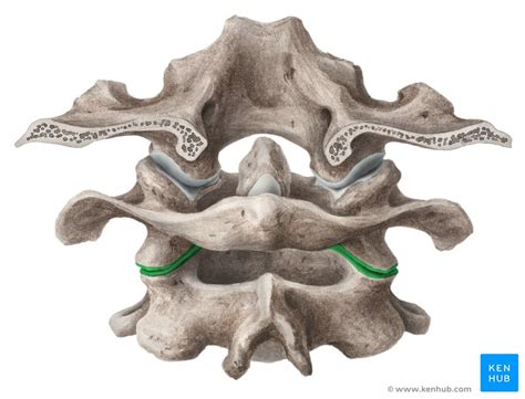 Atlantoaxial Joint Anatomy Function Movements Kenhub