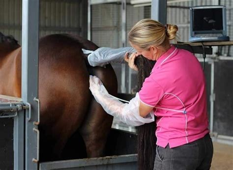 Animal Supplies Horse Artificial Vagina For Equine Semen Collecting