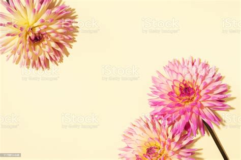파스텔 노란색 배경 복사 공간을 통해 축제 꽃다발 맨 위 보기 노란색과 분홍색 달리아 꽃 창조적 인 인사말 카드 개념에 대한 스톡 사진 및 기타 이미지 Istock