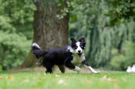 Border Collie Perro Corriendo Foto Gratis En Pixabay