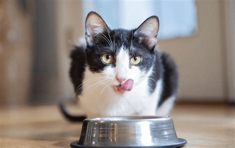 How Much Should I Feed My Cat By Age ThePetsAbout