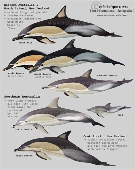 Common Dolphins Of Australia And New Zealand Illustrated Guide