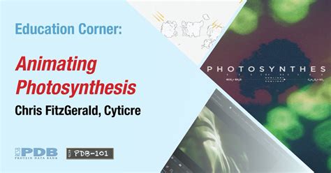 Pdb 101 Learn Videos Photosynthesis