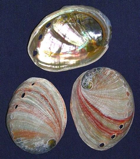 Natural Red Abalone Shells~ 2 1 2 3 ~seashell Craft Supply~top Of