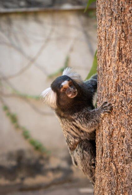 Page 13 Monkey Zoo Images Free Download On Freepik