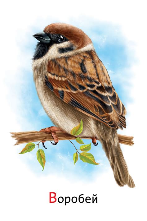 Воробей Картинки Для Детей С Названиями 65 фото