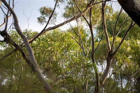 Premium Photo Beautiful Gum Trees And Shrubs In The Australian Bush Forest Gumtrees And Native