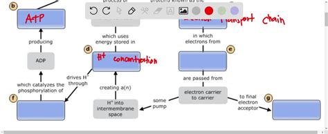 Oxidative Phosphorylation Concept Map