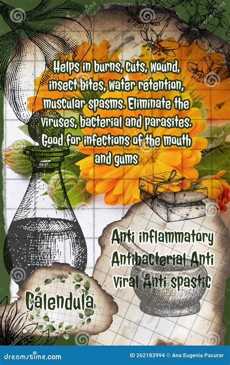 Marigold Vintage Herbs Benefits Illustration Notebook Page Tile Stock