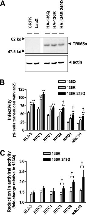 recombinant hiv 1 viruses expressing gag protease proteins derived from