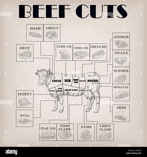 Beef Cow Bull Whole Carcass Cuts Cut Parts Infographics Scheme Sign