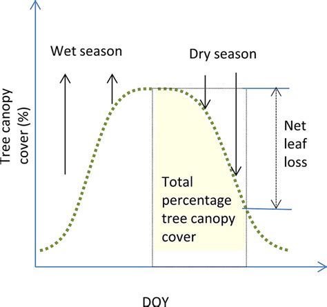 Conceptual Diagram Showing Tree Canopy Change Across Time And Traits Of Download Scientific