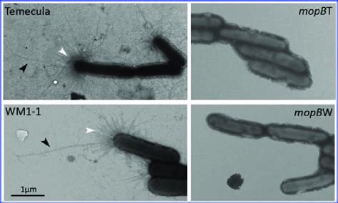 Transmission Electron Micrographs Of Negatively Stained Cells Of
