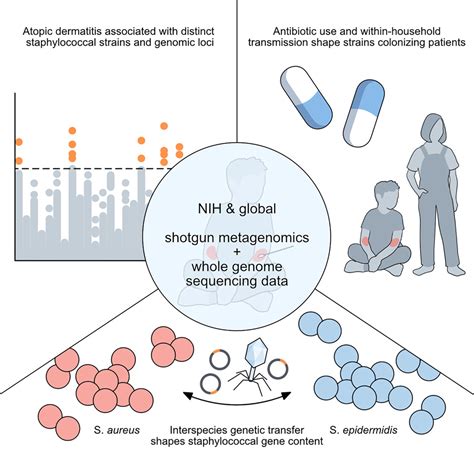 Staphylococcal Diversity In Atopic Dermatitis From An Individual To A