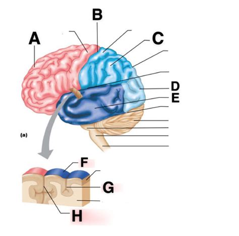Biol 2401 Lab Exercise 17 Flashcards Quizlet