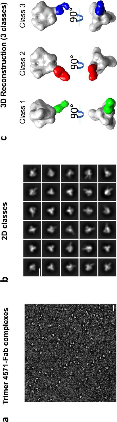 Electron Microscopy Polyclonal Epitope Mapping Empem Of The Antibody