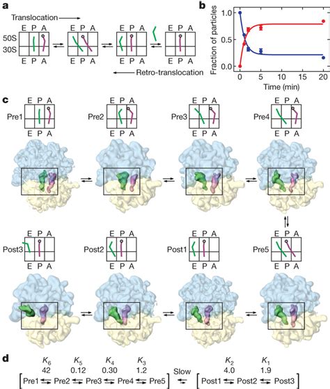 Trajectories Of Trna Movement During Retro Translocation A