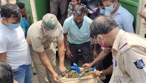 50 Kg Ganja Seized 4 Arrested In Odishas Ganjam Odishabytes
