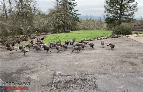 189 Aa1 B5 0999 430 B Acf3 3 Ca5 Ed9 A3 E2 E Northwest Firearms