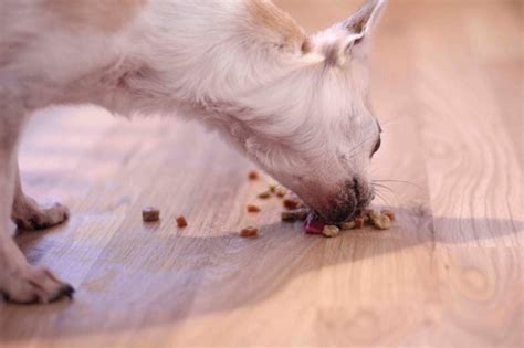 Premium Photo Chihuahua Eating