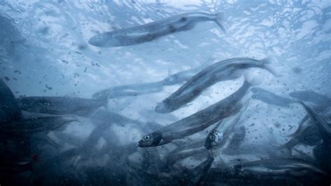 Cinq Usines De Transformation De T N L Signent Une Entente Sur Les Prix Du Capelan Radio Canada