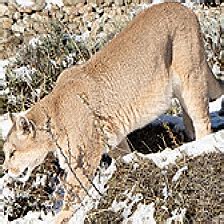 Spatiotemporal Wildlife Classification Organization