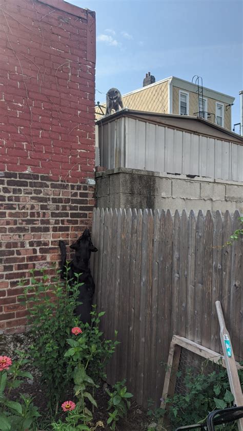 Our Treeing Walker Coonhound X Lab Fulfilled His Life S Calling This Morning R Coonhounds