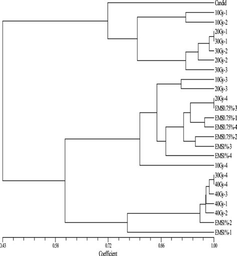Dendrogram Illustrating The Genetic Relationship Among 24 Mutants