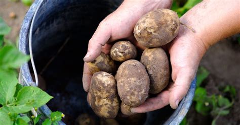10 Steps To Successfully Grow Potatoes The Habitat