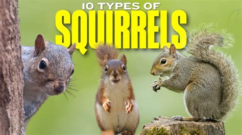 10 Types Of Squirrels In The Us Youtube