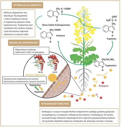 Polygreen Fungicide WP Poznaj grzybobójczą moc Pythium oligandrum Agrosimex pl